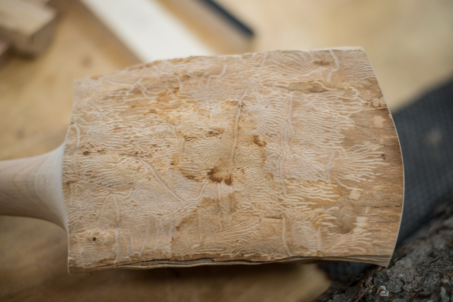 Day 3 Gathering Materials - Museum for Art in Wood