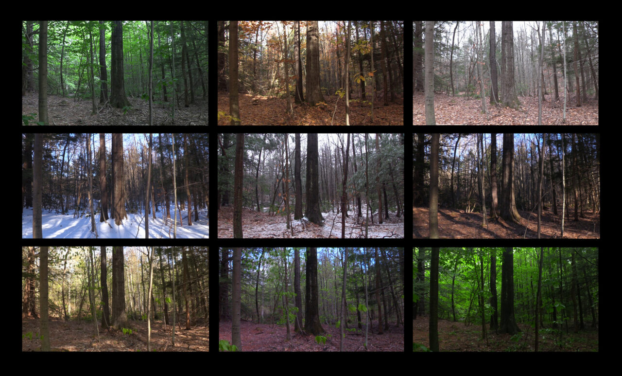 Gina Siepel: To Understand a Tree - Museum for Art in Wood